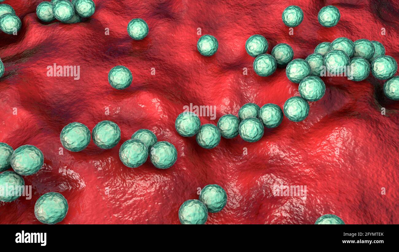 Streptococcus pyogenes bacteria, illustration Stock Photo - Alamy