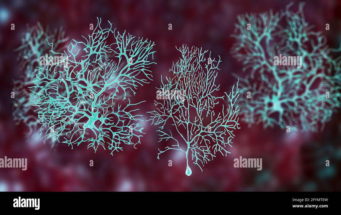 Purkinje nerve cells, illustration Stock Photo - Alamy