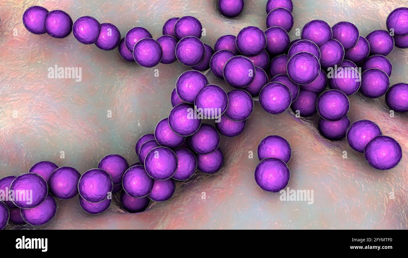 Streptococcus pyogenes hi-res stock photography and images - Alamy