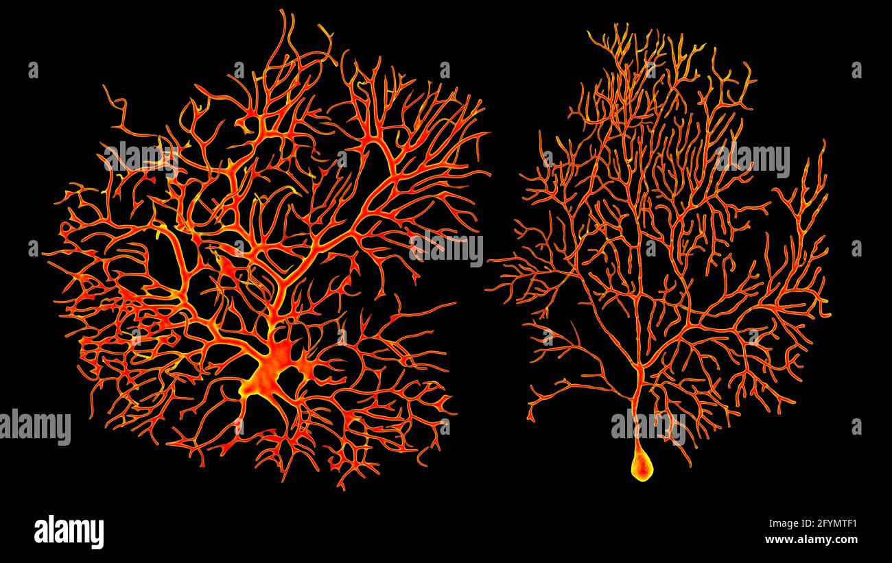 Purkinje nerve cells, illustration Stock Photo - Alamy