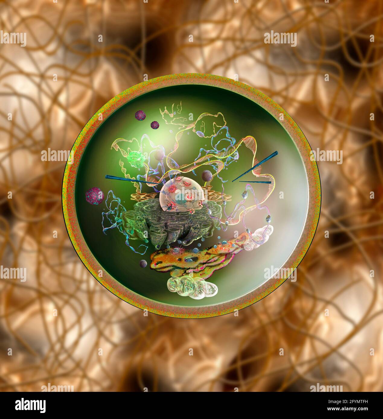Human cell, illustration Stock Photo - Alamy