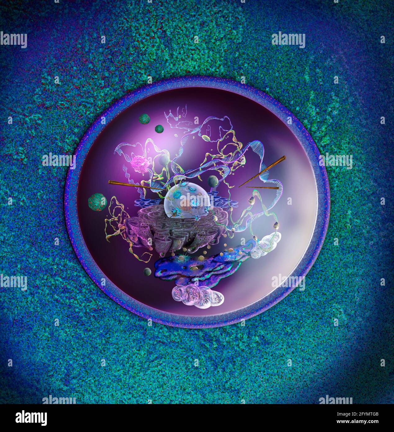 Human cell, illustration Stock Photo - Alamy