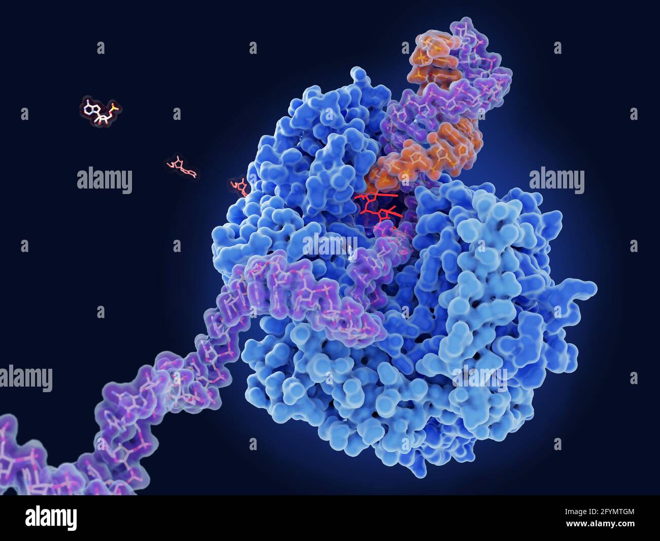 Remdesivir coronavirus drug and target, illustration Stock Photo - Alamy