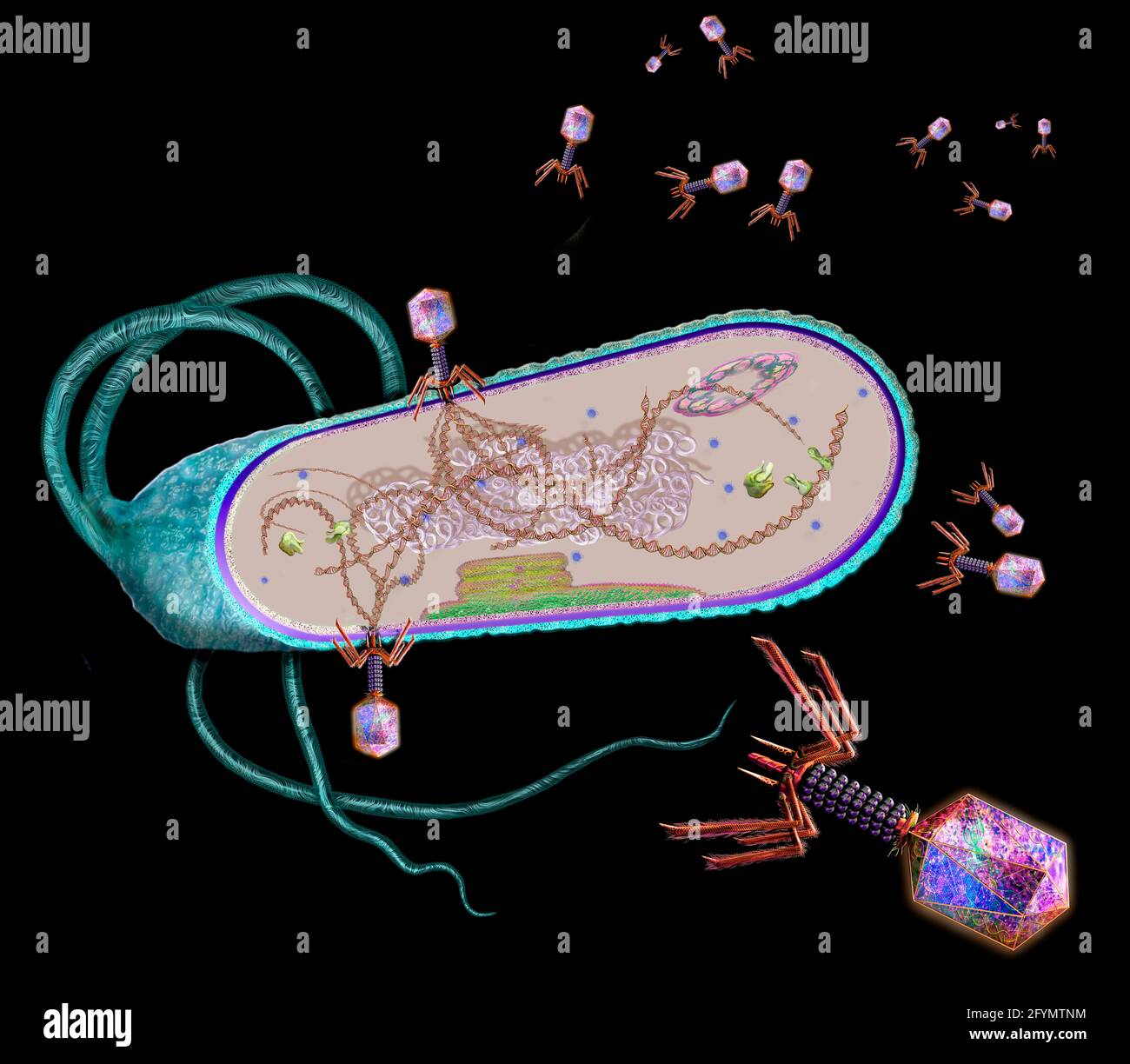 Phages infecting a bacterial cell, illustration Stock Photo - Alamy