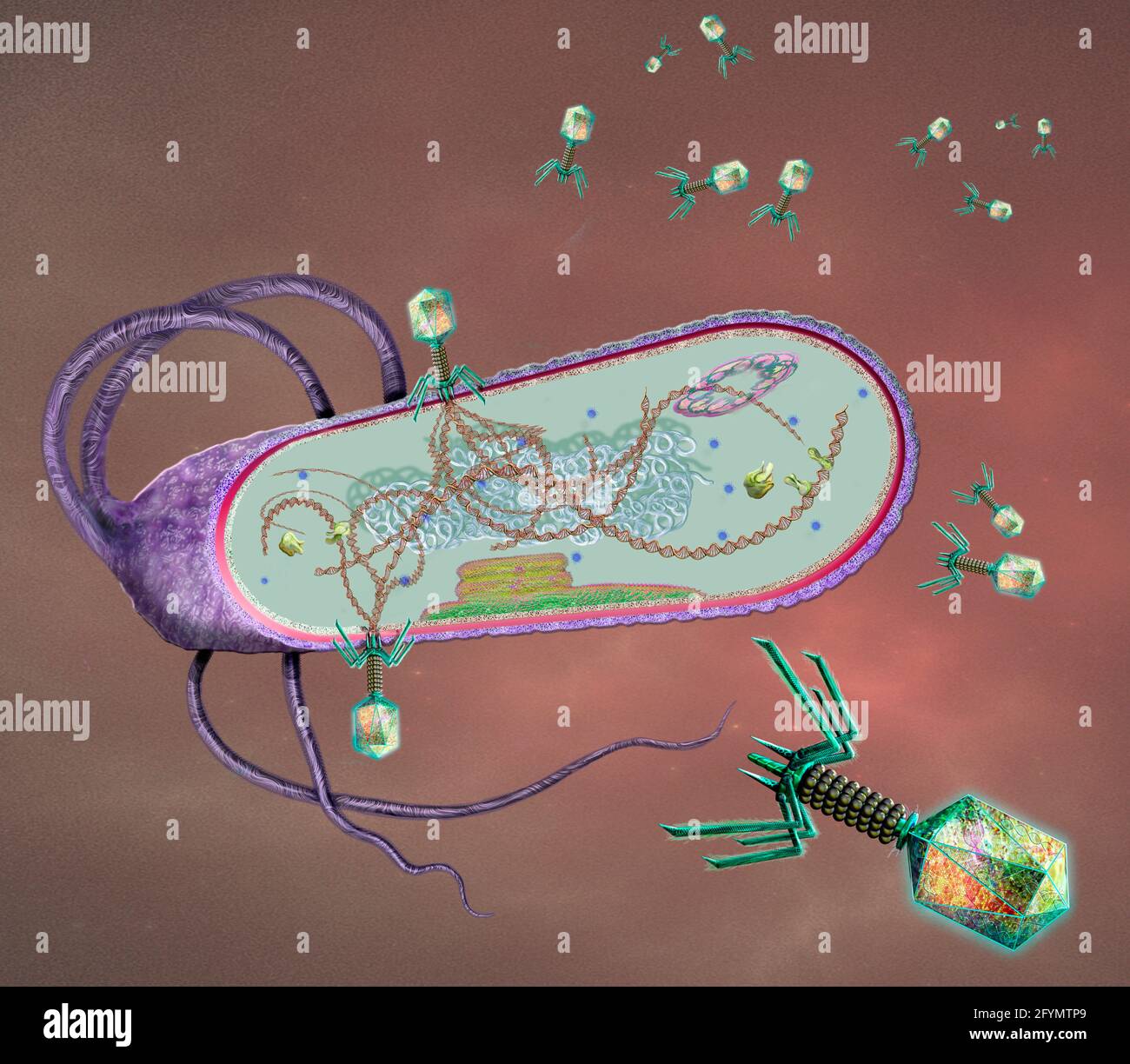 Bacterial anatomy hi-res stock photography and images - Alamy