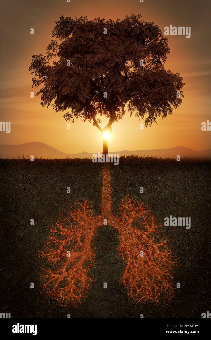 Tree of life hi-res stock photography and images - Alamy