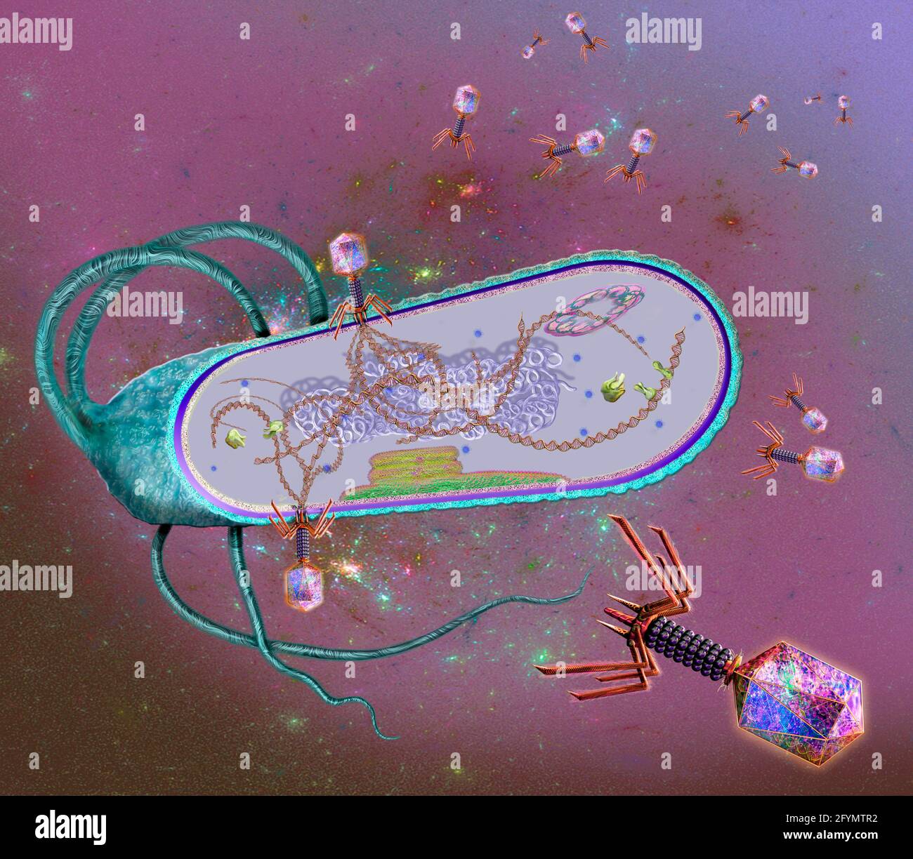 Bacterial anatomy hi-res stock photography and images - Alamy