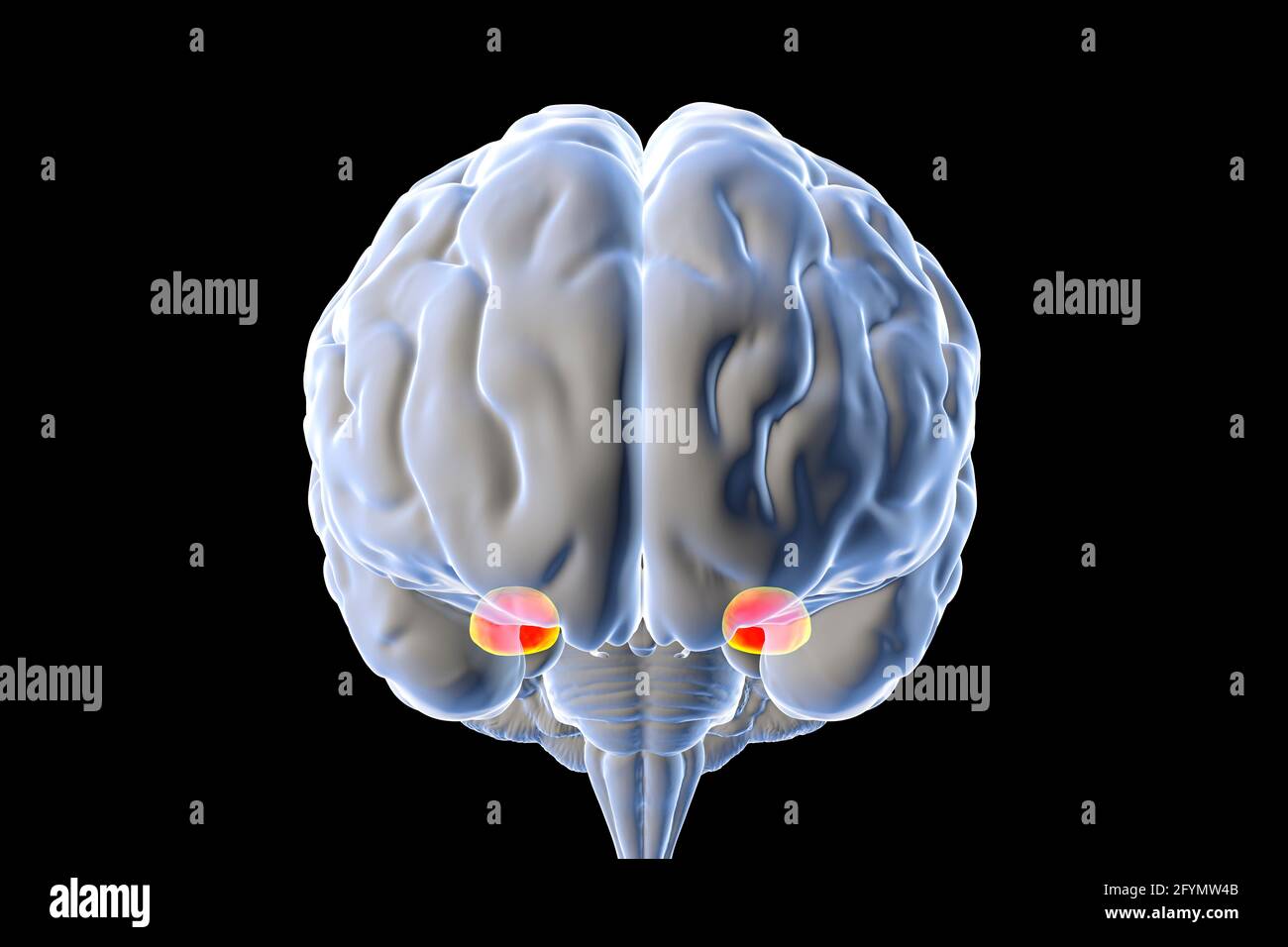 Amygdala of the brain, illustration Stock Photo - Alamy