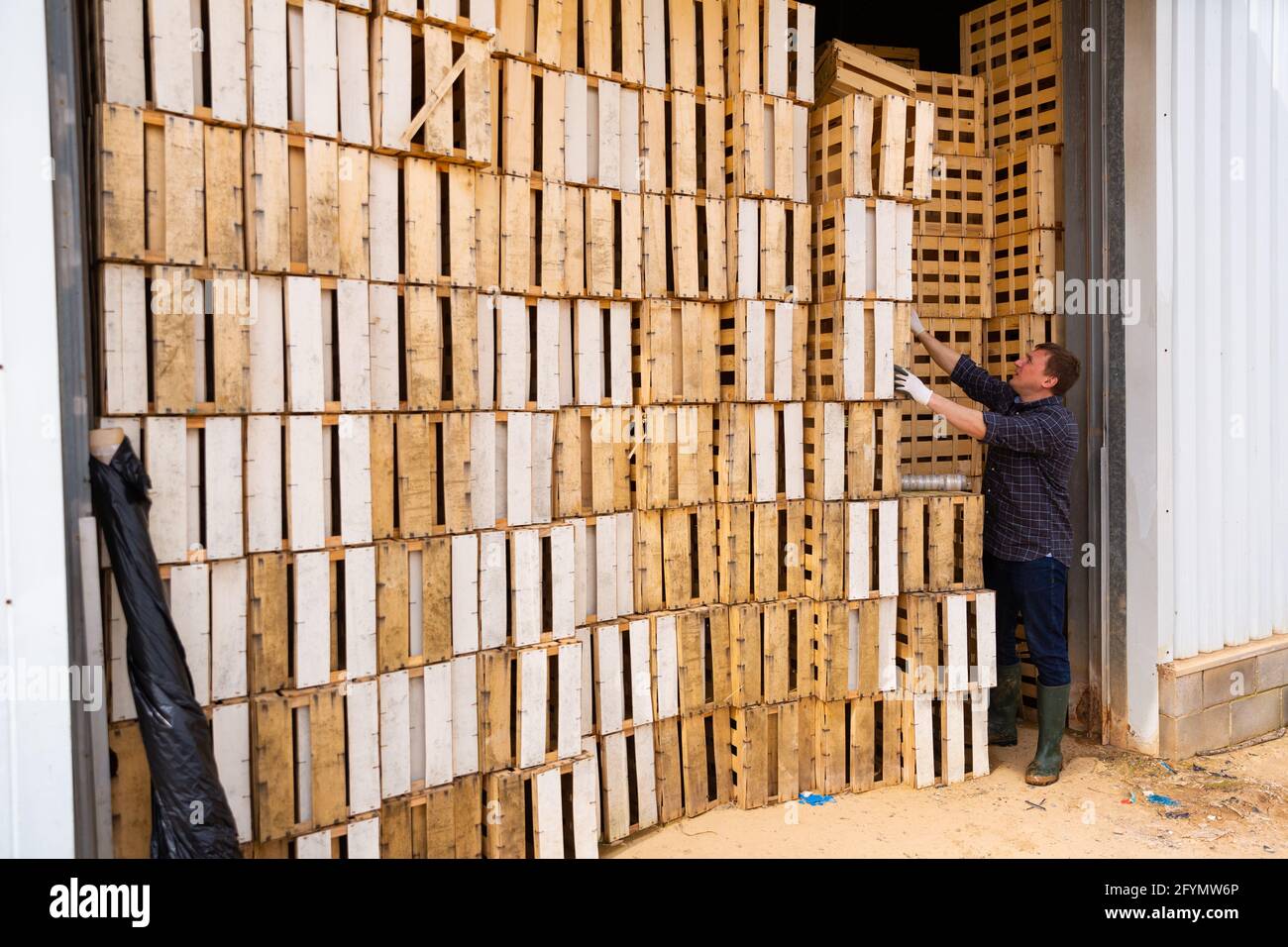 Focused farmer stacking wooden crates for future harvest in barn on his ...