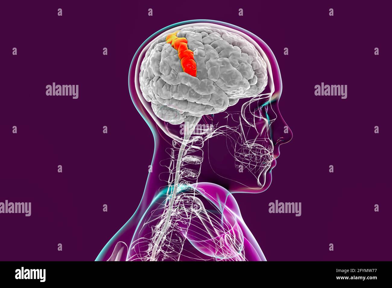 Human brain with highlighted postcentral gyrus, illustration Stock ...