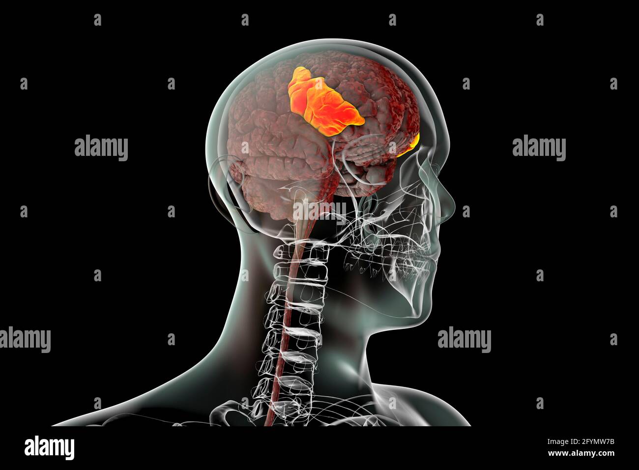 Brain with highlighted inferior frontal gyrus, illustration Stock Photo ...