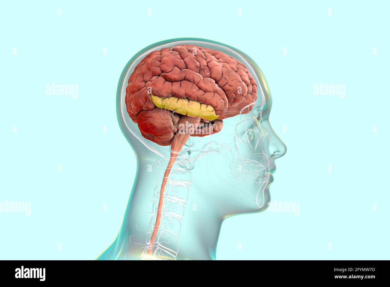 Brain with highlighted inferior temporal gyrus, illustration Stock ...