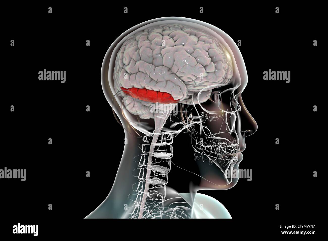 Brain with highlighted inferior temporal gyrus, illustration Stock ...