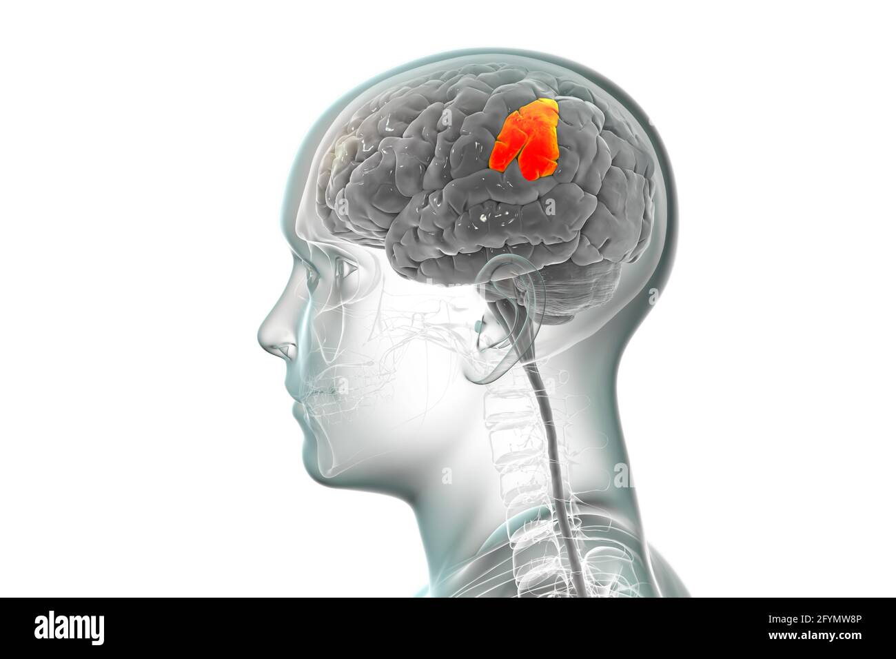 Brain with highlighted supramarginal gyrus, illustration Stock Photo ...