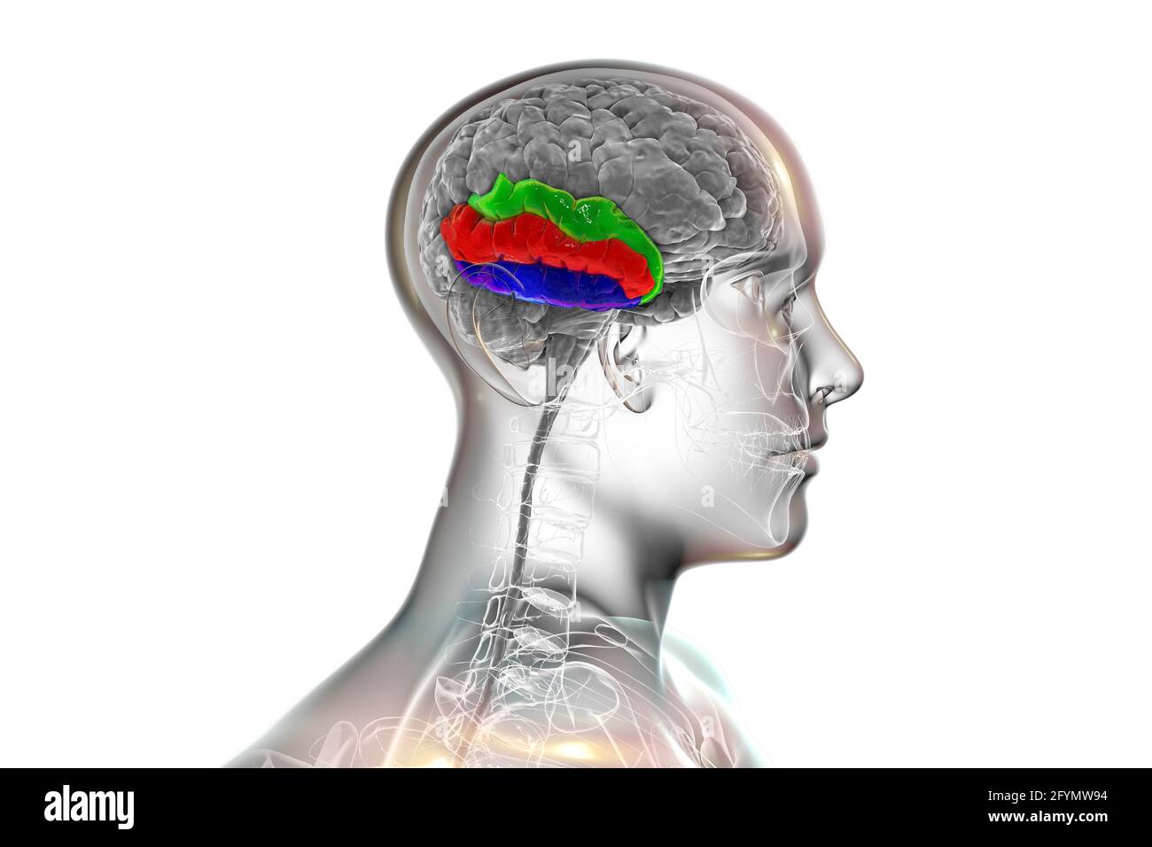 Human brain with highlighted temporal gyri, illustration Stock Photo ...