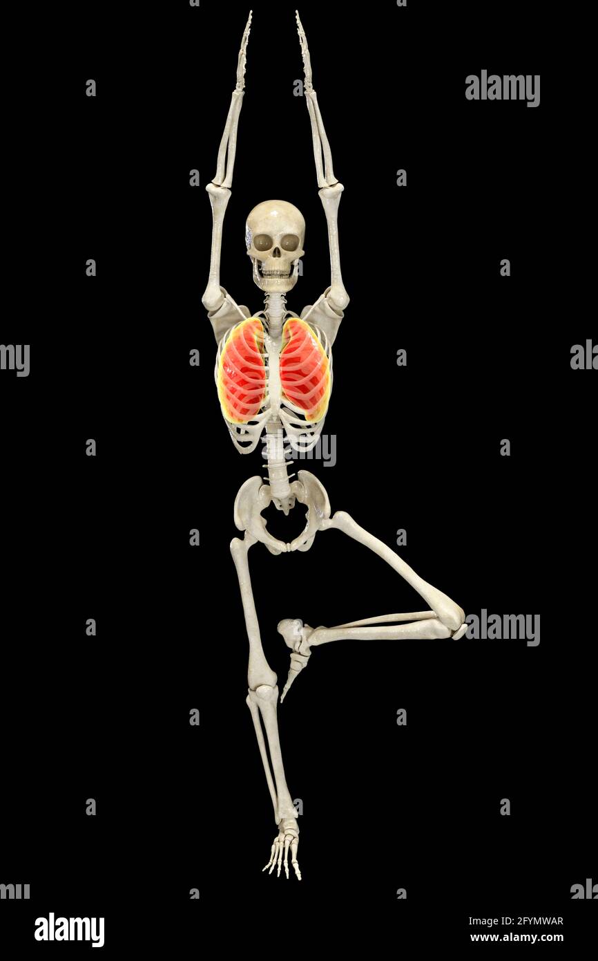 Skeleton in tree yoga pose, illustration Stock Photo - Alamy