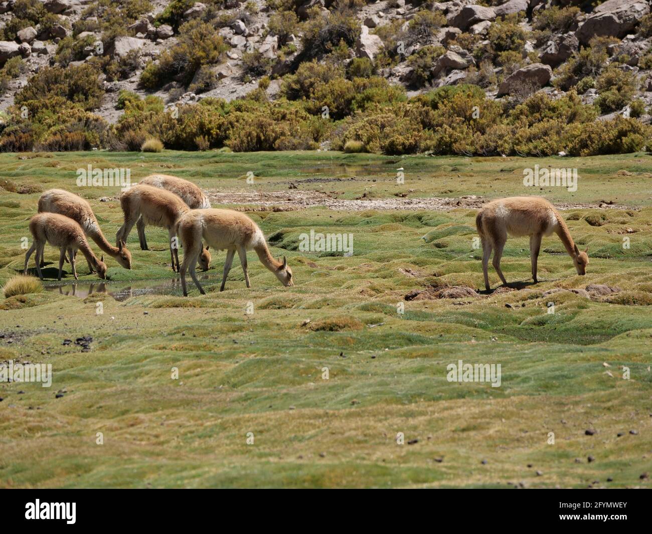 Andean plains hi-res stock photography and images - Alamy