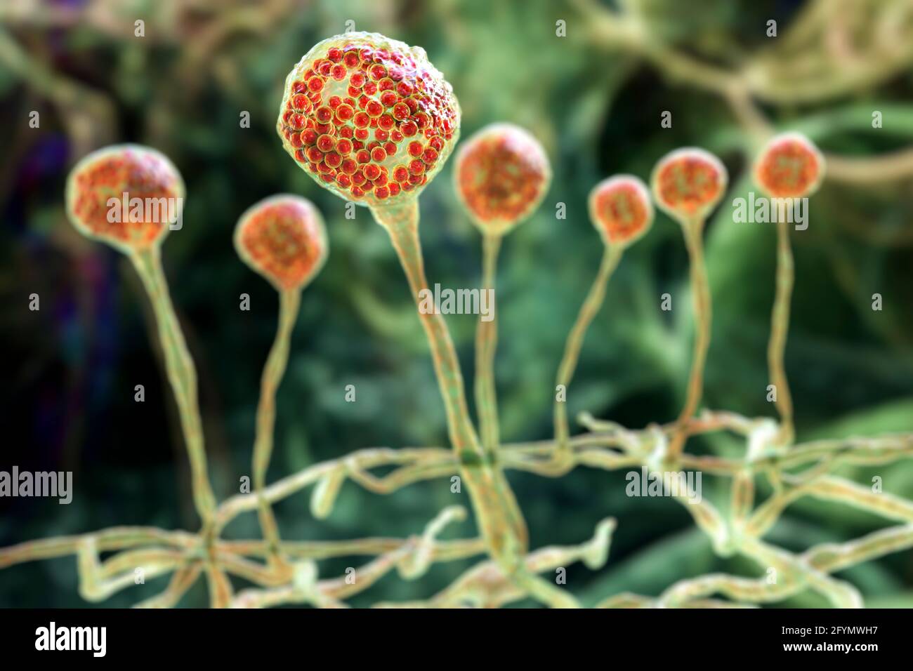 Mucor Fungus High Resolution Stock Photography and Images - Alamy