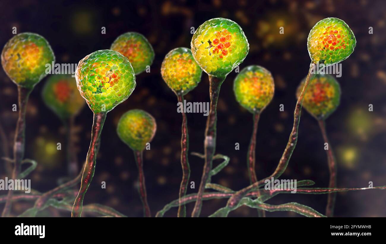 Mucor Fungus High Resolution Stock Photography and Images - Alamy