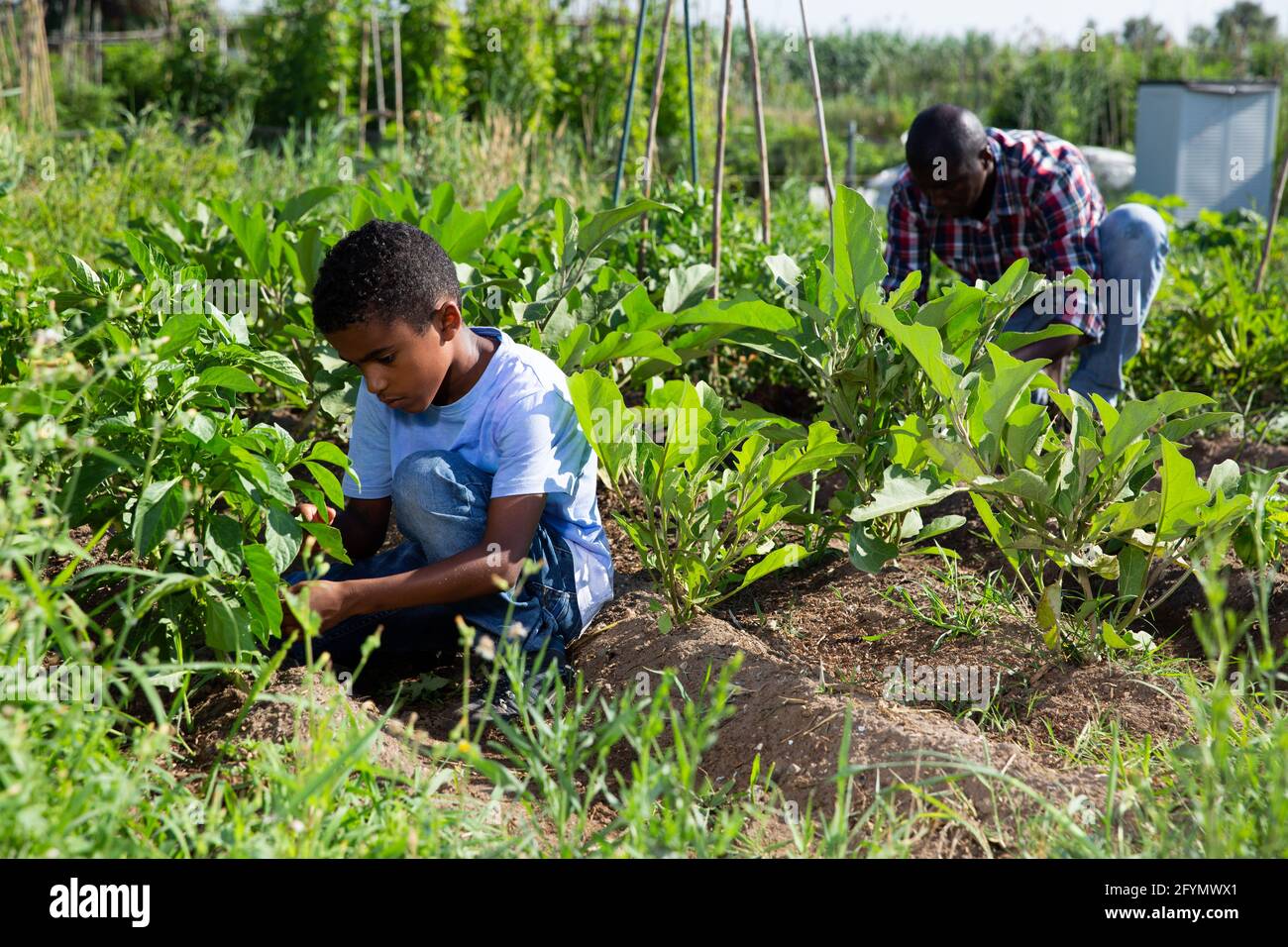 Teen son helps his father work in the garden Stock Photo - Alamy