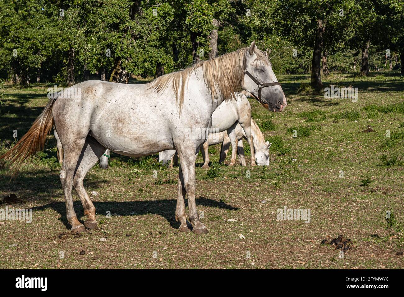 Lipica, Slovenia - September 8, 2020: Lipica is one of the main tourist ...