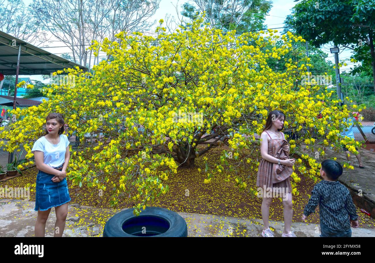 Tourists take pictures by the ancient apricot tree in full bloom in the ...