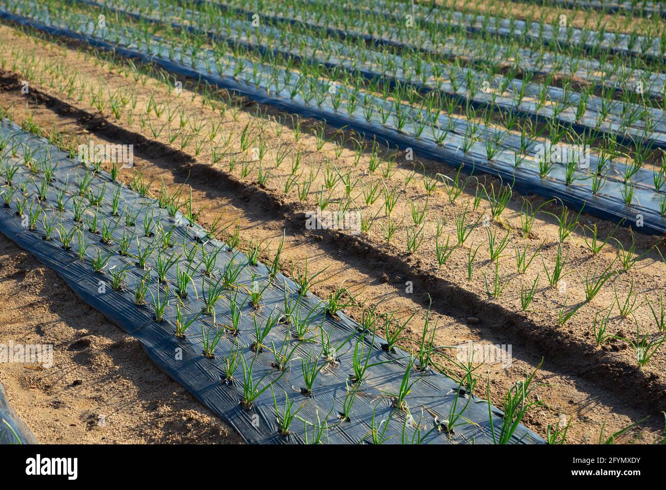 Rows of green onions growing on large plantation with polyethylene ...