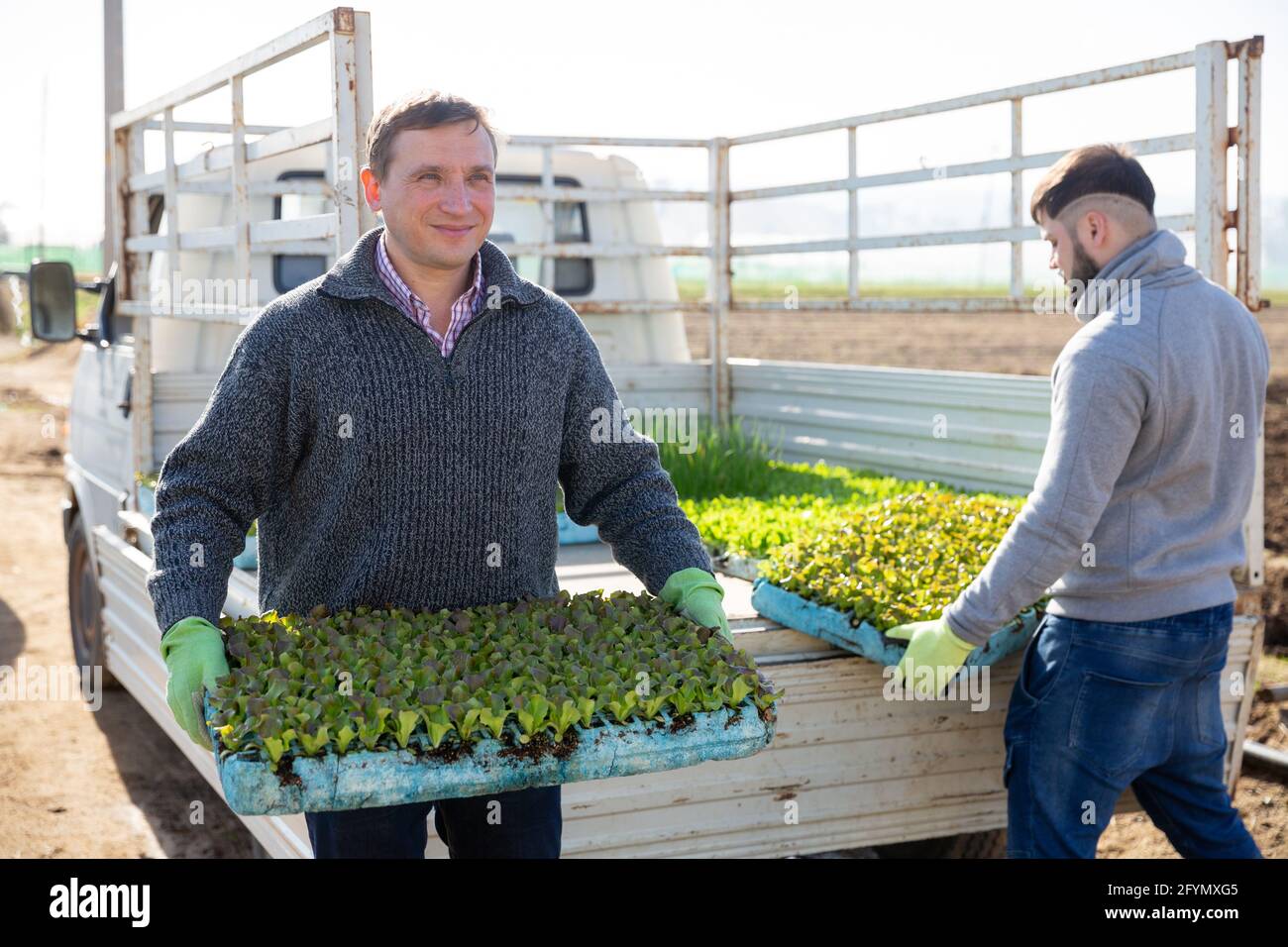 Experienced farmer working on vegetable farm with young assistant ...