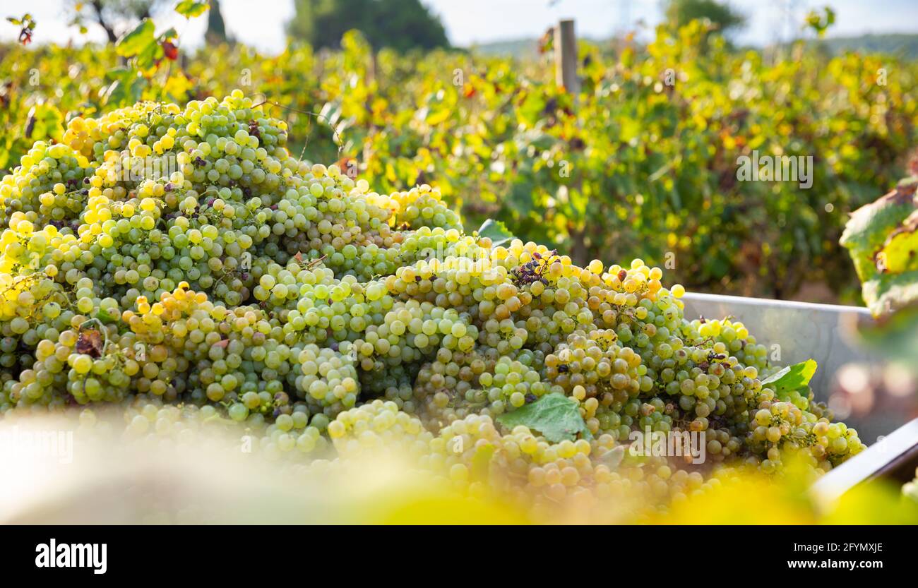 Pile of ripe white grapes in clusters with blurred vineyard in ...