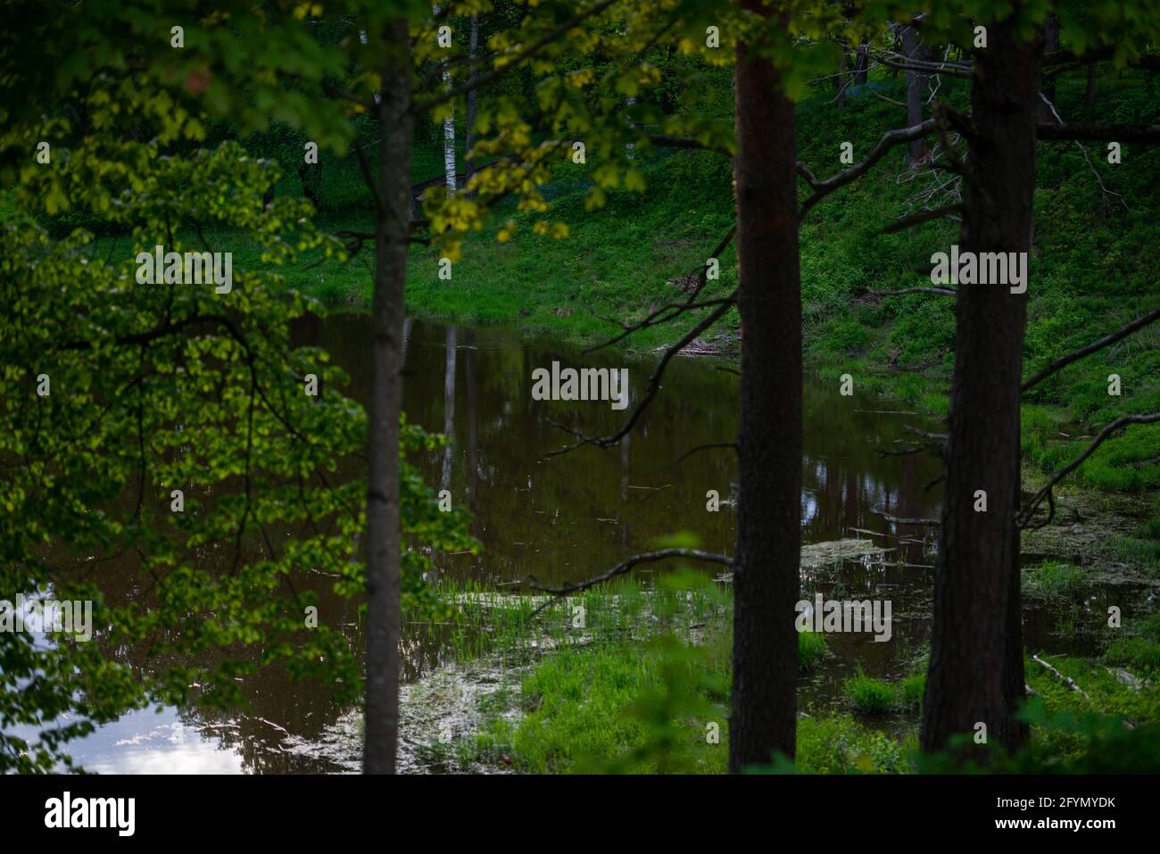 Temperate zone tree leaves hi-res stock photography and images - Alamy