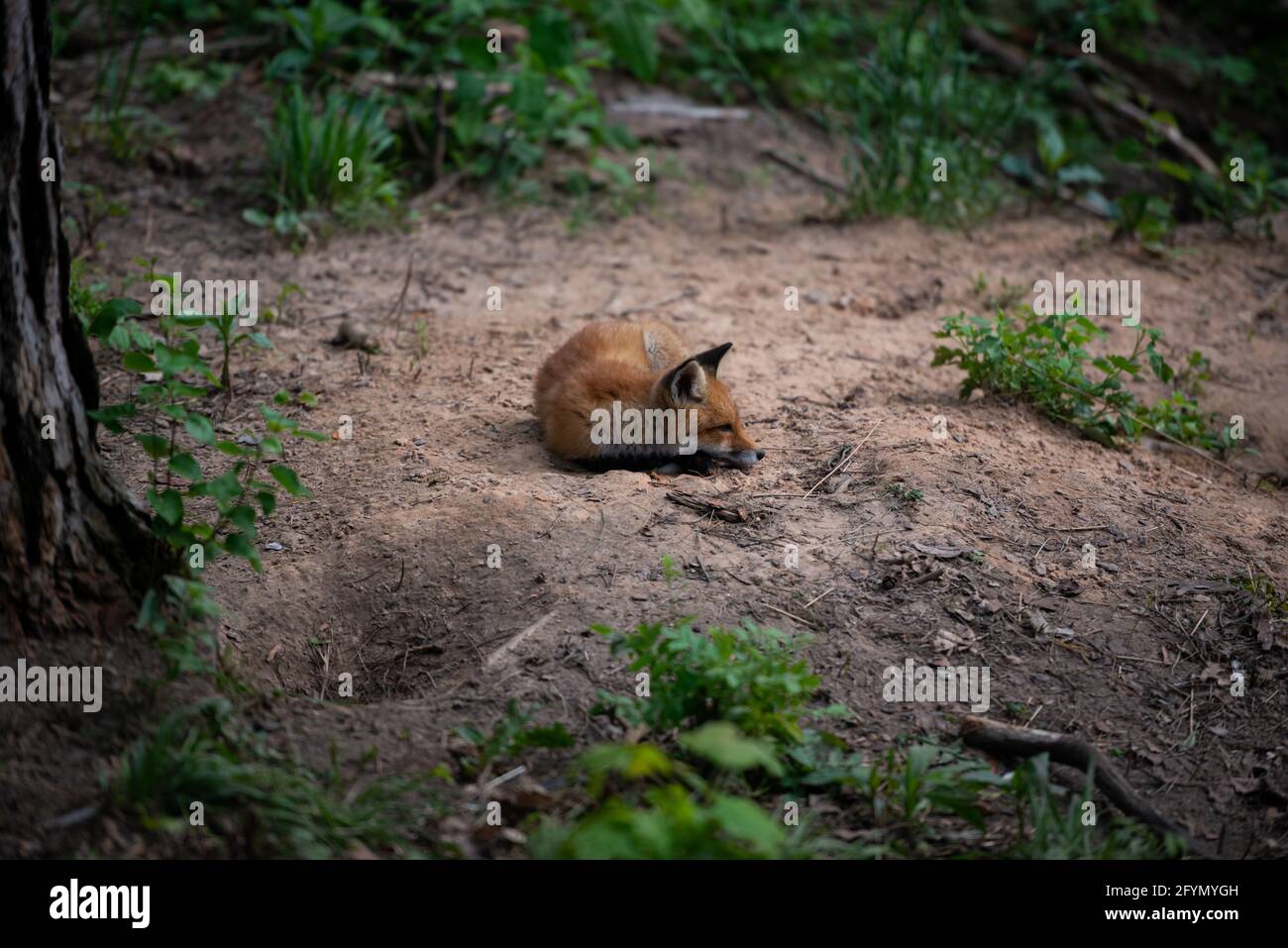 Red Fox. The species has a long history of association with humans.The ...