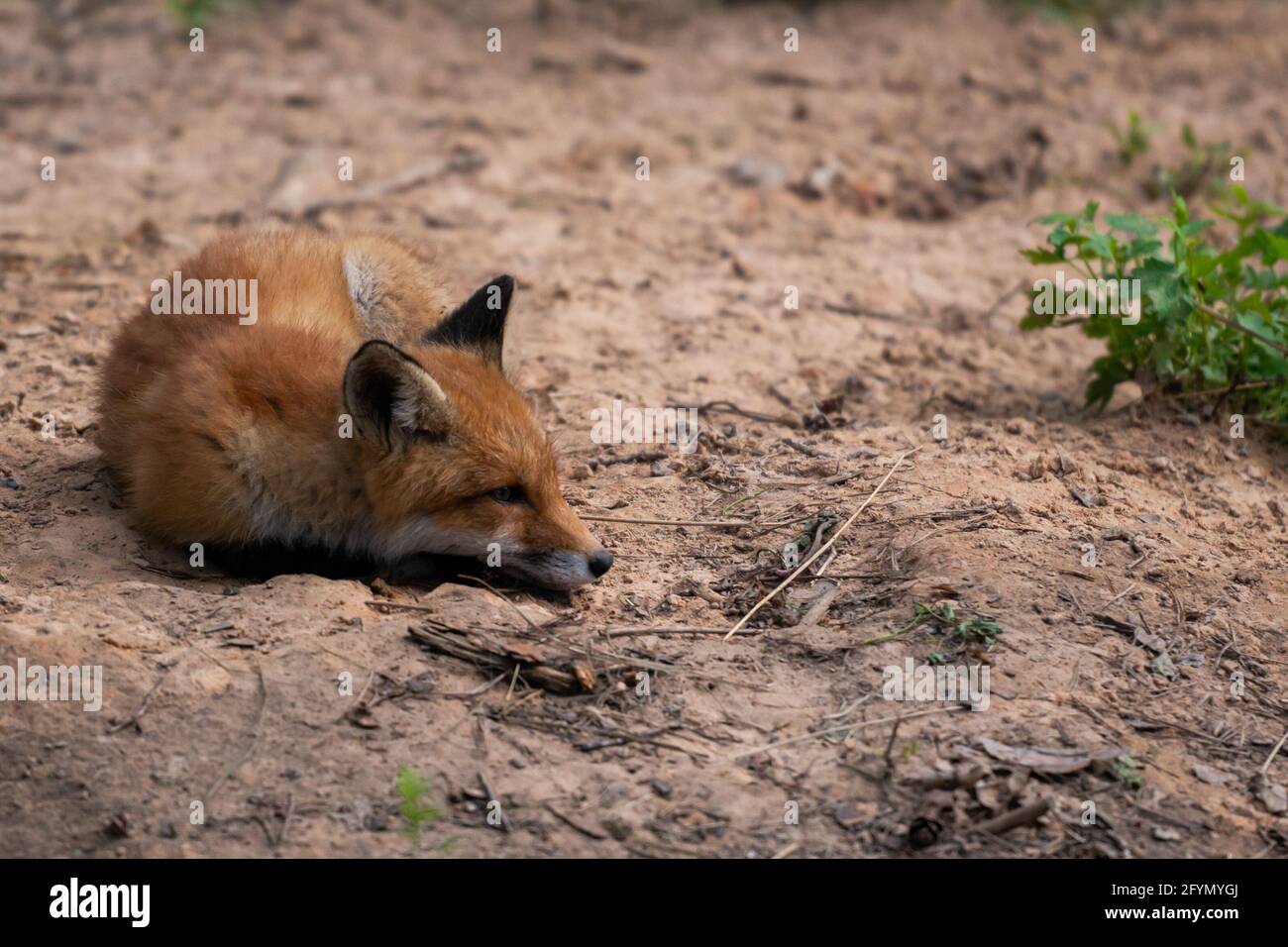 Red Fox. The species has a long history of association with humans.The ...