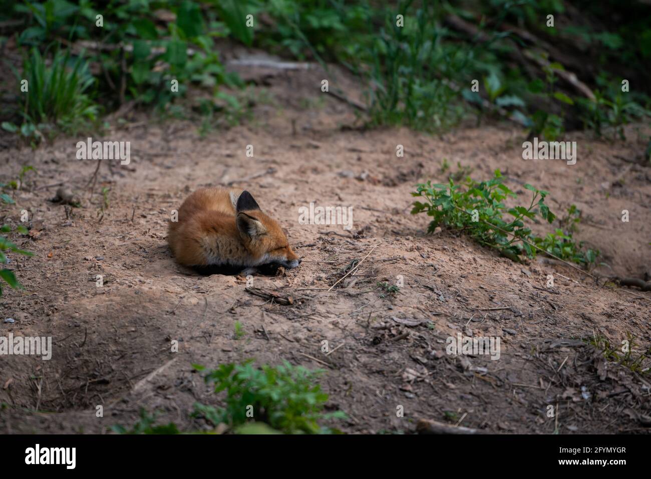 sleep red fox( vulpes vulpes) in the forest Stock Photo - Alamy