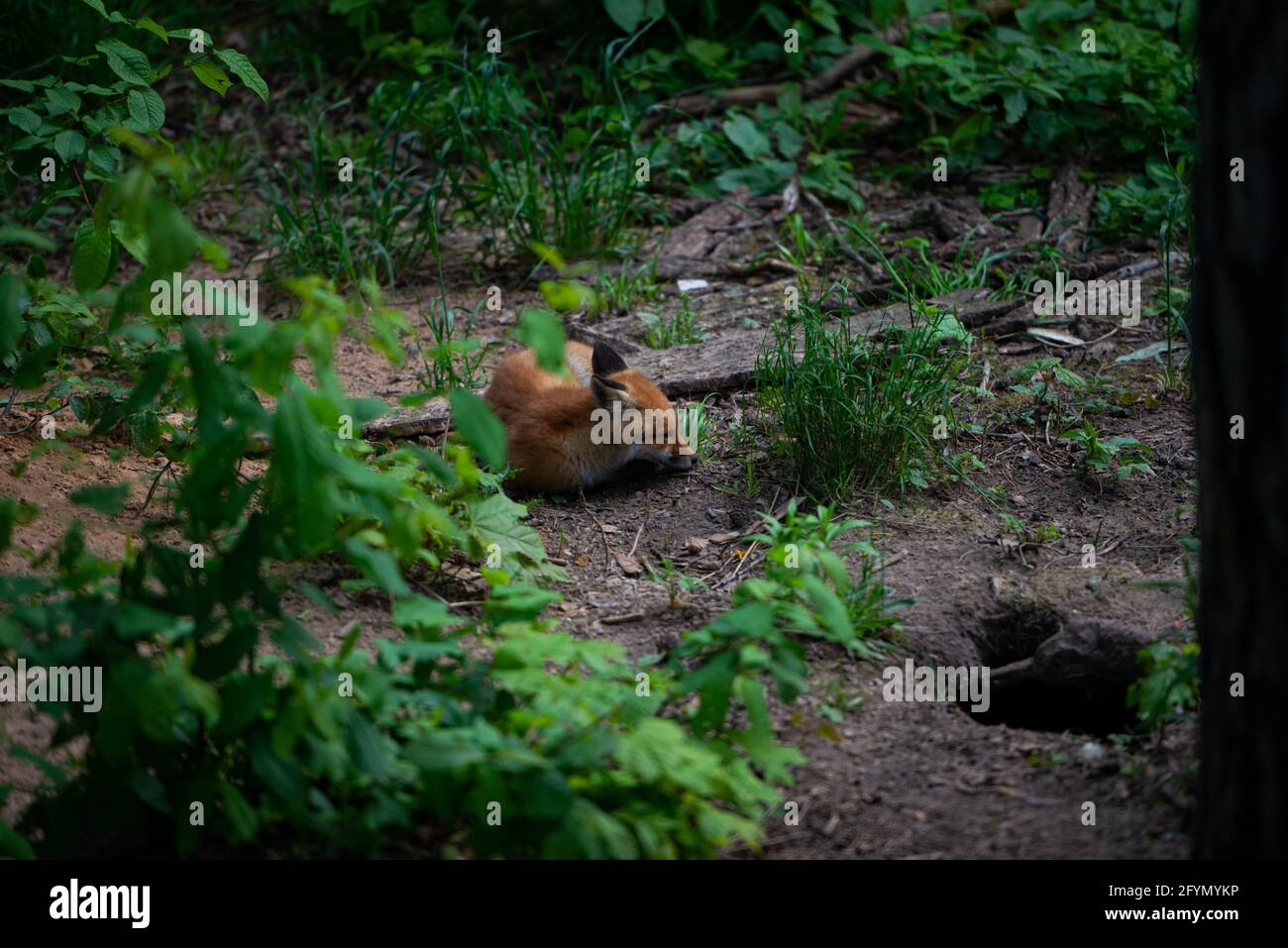 Close up of a red fox (Vulpes vulpes) sleeping on a sand forest during the day Stock Photo - Alamy