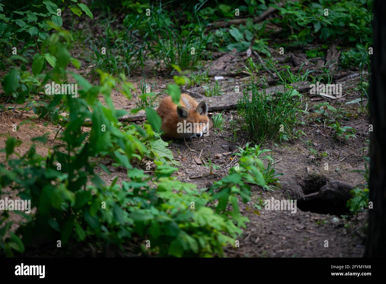 The red fox (vulpes vulpes) lies in the sand in the forest among green ...