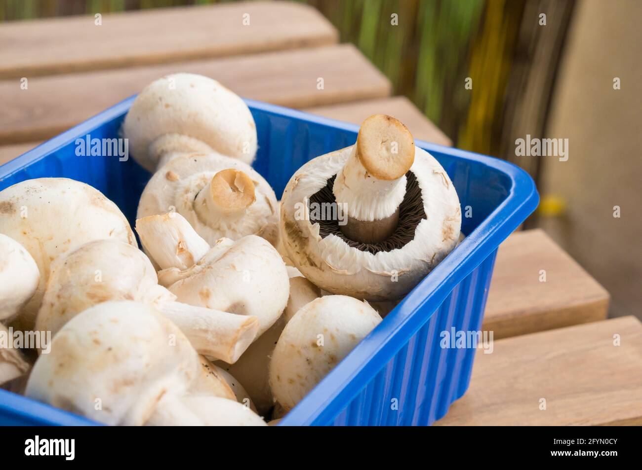 White mushrooms in blue hi-res stock photography and images - Alamy