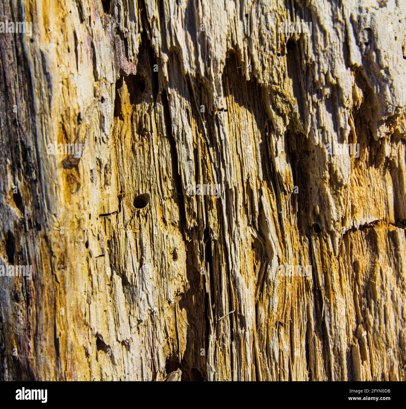 Old wood texture. Old stump Macro wood Stock Photo - Alamy