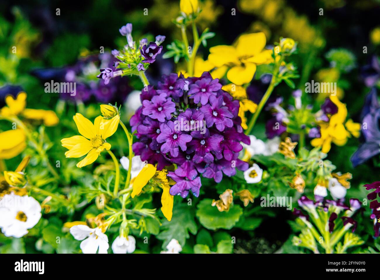 Purple Hesperis nocturnal matron flowers on a blurred background Stock ...