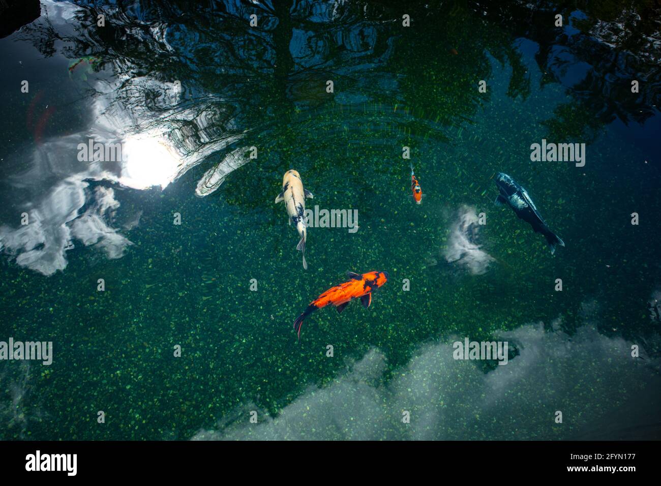 Koi fish aerial view hi-res stock photography and images - Alamy