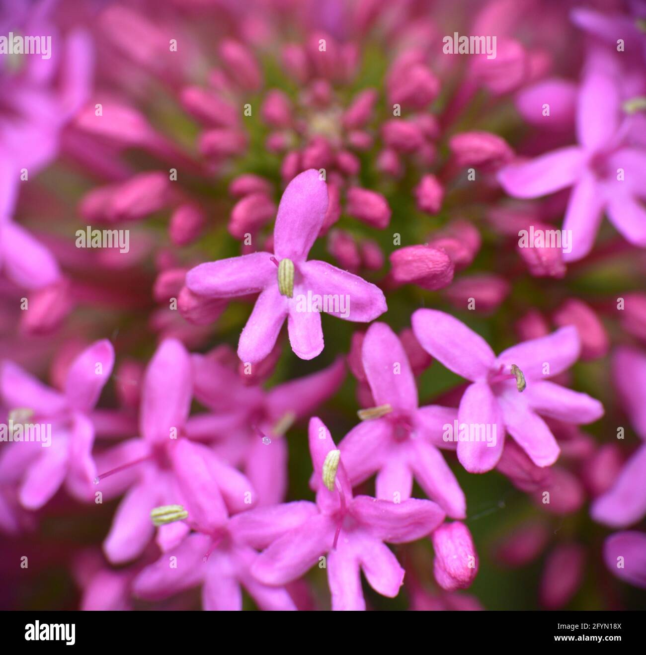Macro detail of red Valerian flower (Centranthus ruber). Plant with ...