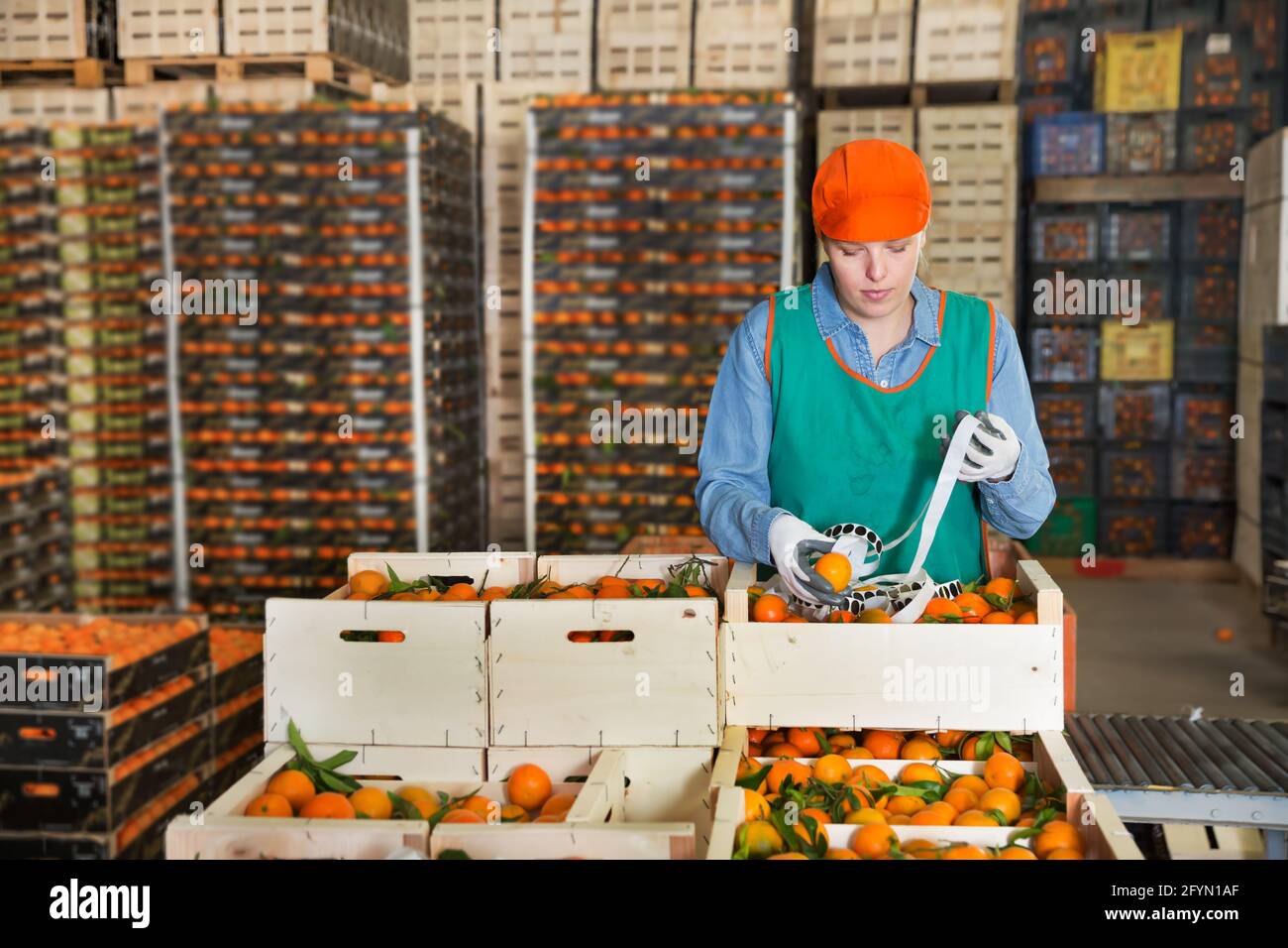Female employee of fruit warehouse in colored uniform sticking labels ...