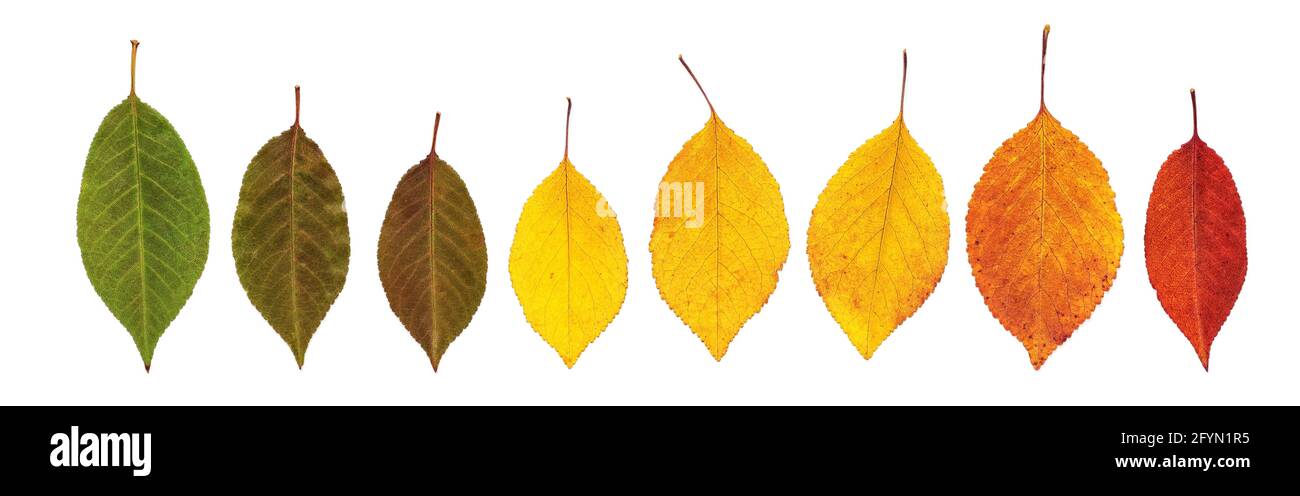 Floral pattern green gradient hi-res stock photography and images - Alamy