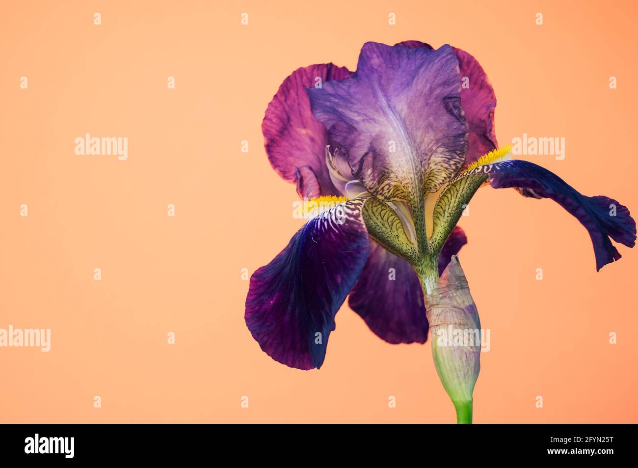 Purple iris flower with copy space isolated on an orange background ...