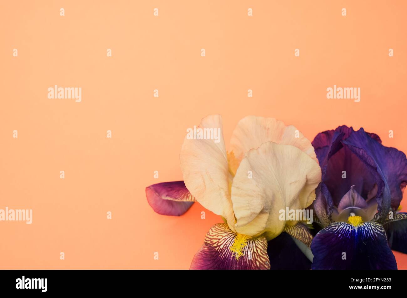 Closeup of purple and white iris flowers with copy space isolated on an ...