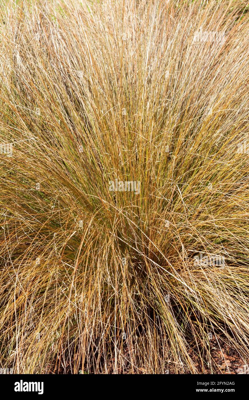 Chionochloa rubra an evergreen plant commonly known as red tussock ...