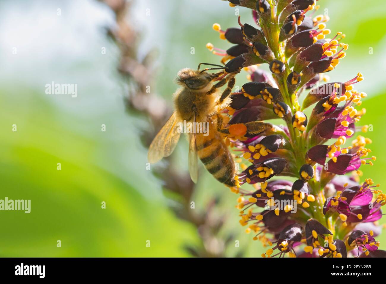 Bee Gathering Pollen on Desert False Indigo, Amorpha Fruticosa Blossom ...