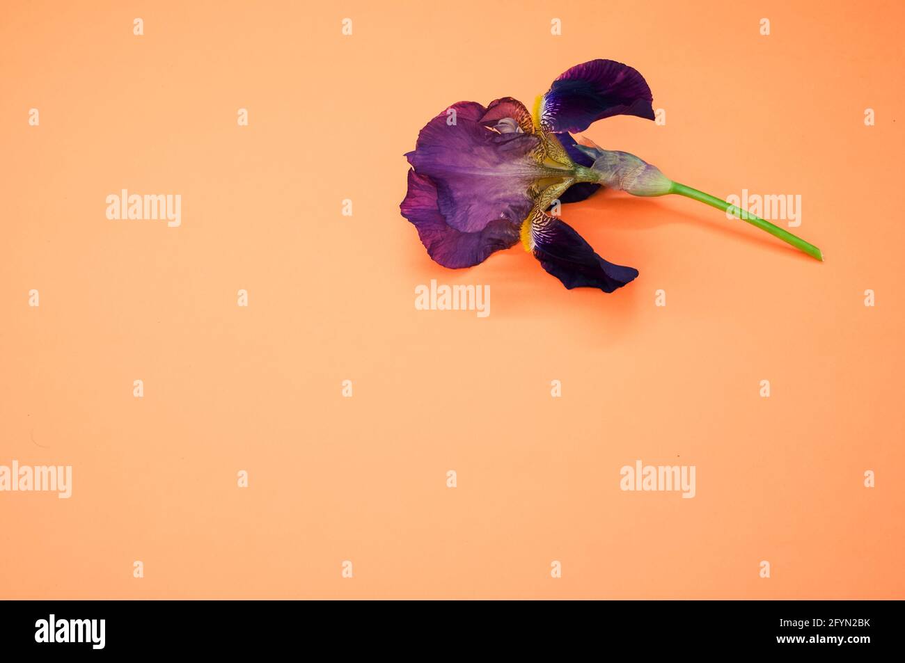Purple iris flower with copy space isolated on an orangebackground ...