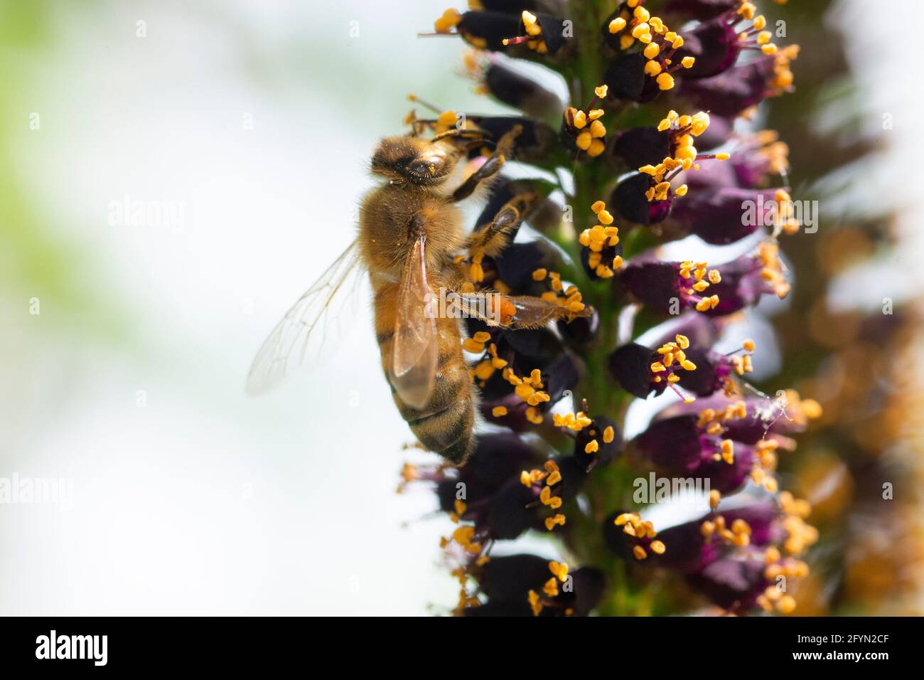 Bee Gathering Pollen on Desert False Indigo, Amorpha Fruticosa Blossom ...
