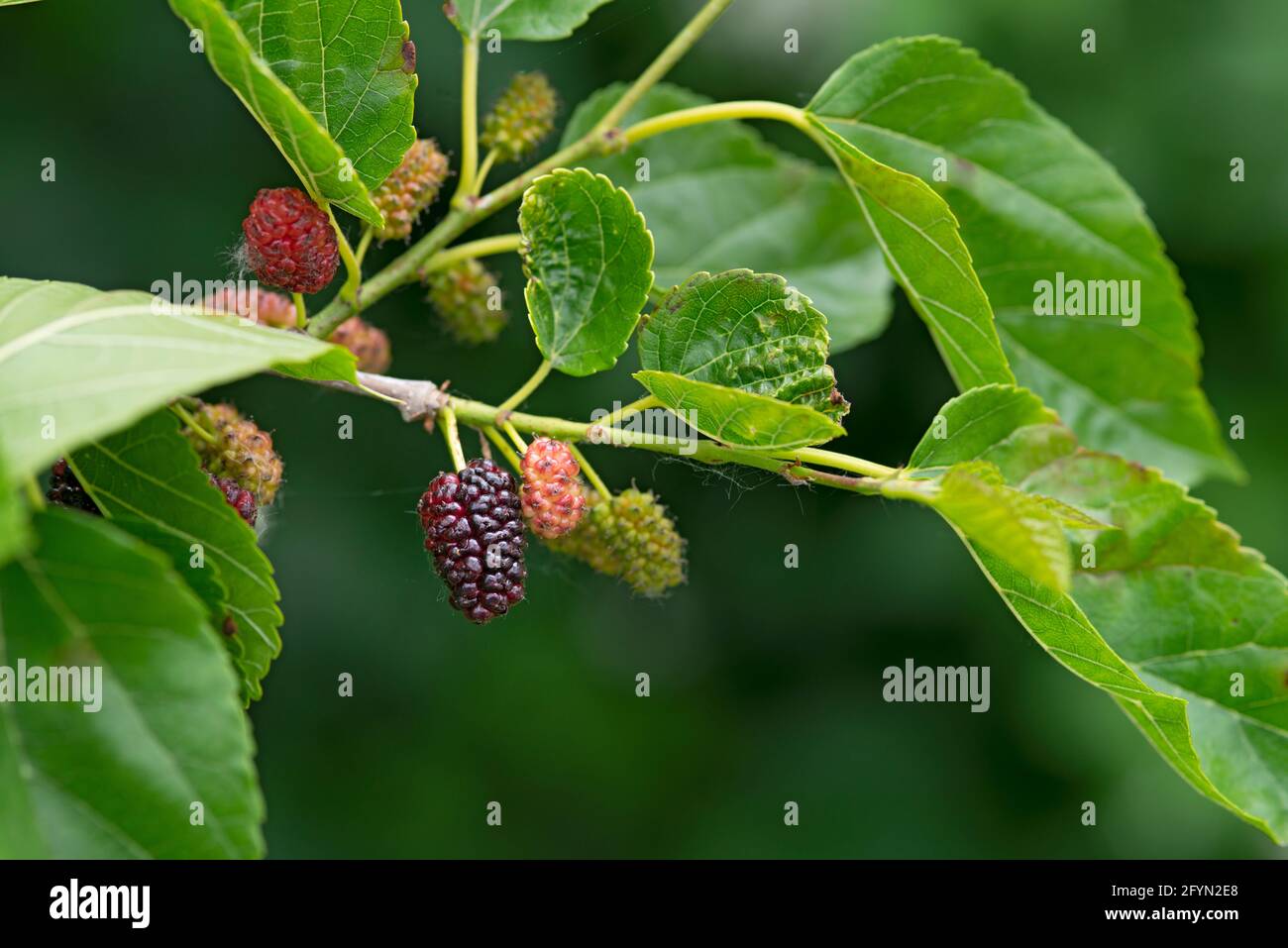 White Mulberry, Morus Alba, Fruit and Leaves Stock Photo - Alamy