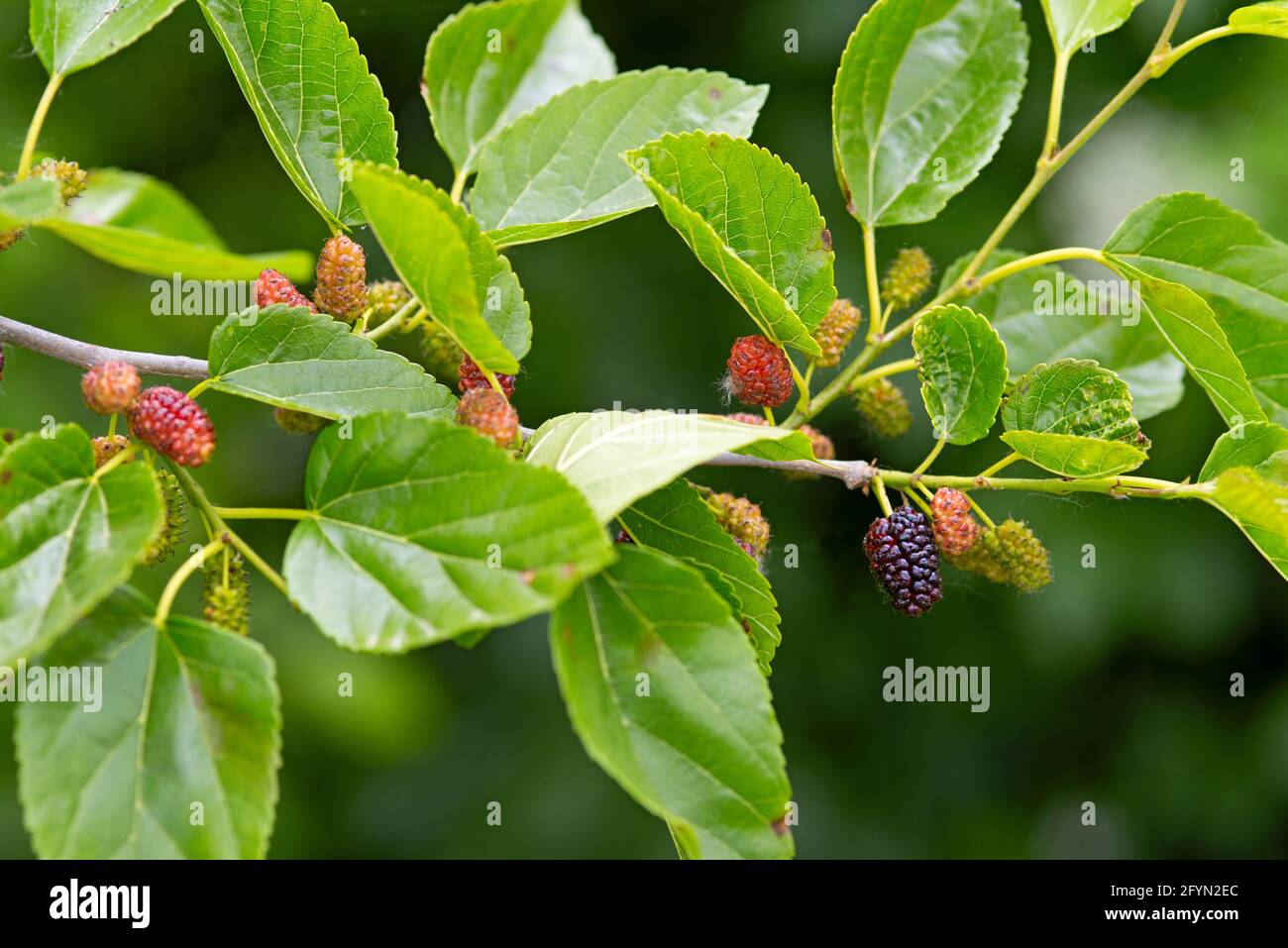 White Mulberry, Morus Alba, Fruit and Leaves Stock Photo - Alamy